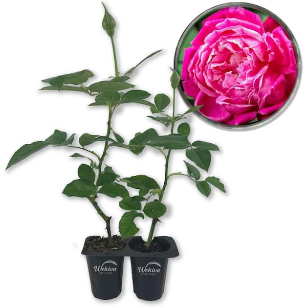 Wekiva Foliage Louis Philippe Rose Bush -2 Live Starter Plants in 2 in ...