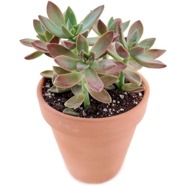 Wekiva Foliage California Sunset Succulent-Live Starter Plant in a 2 ...