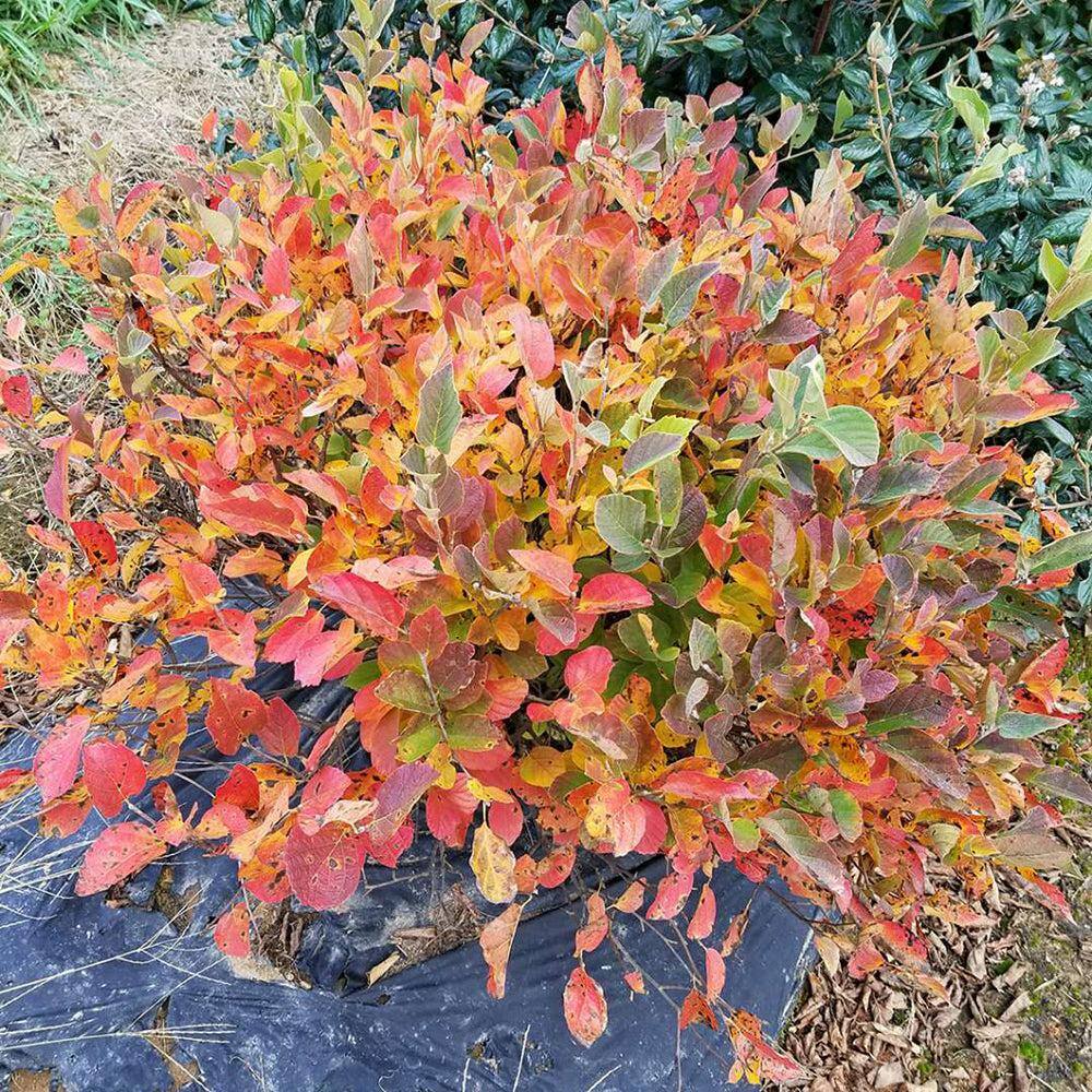 PROVEN WINNERS 1 Gal. Legend Of The Small Bottlebrush (Fothergilla x Intermedia) Live Flowering ...