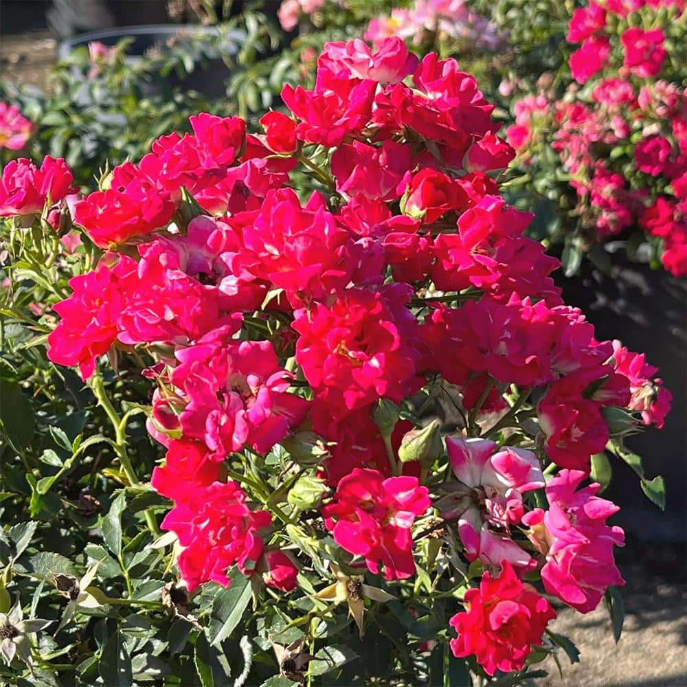 Alder & Oak #1 Container Red Ground Cover Rose Plants (4-pack) RORD01 ...