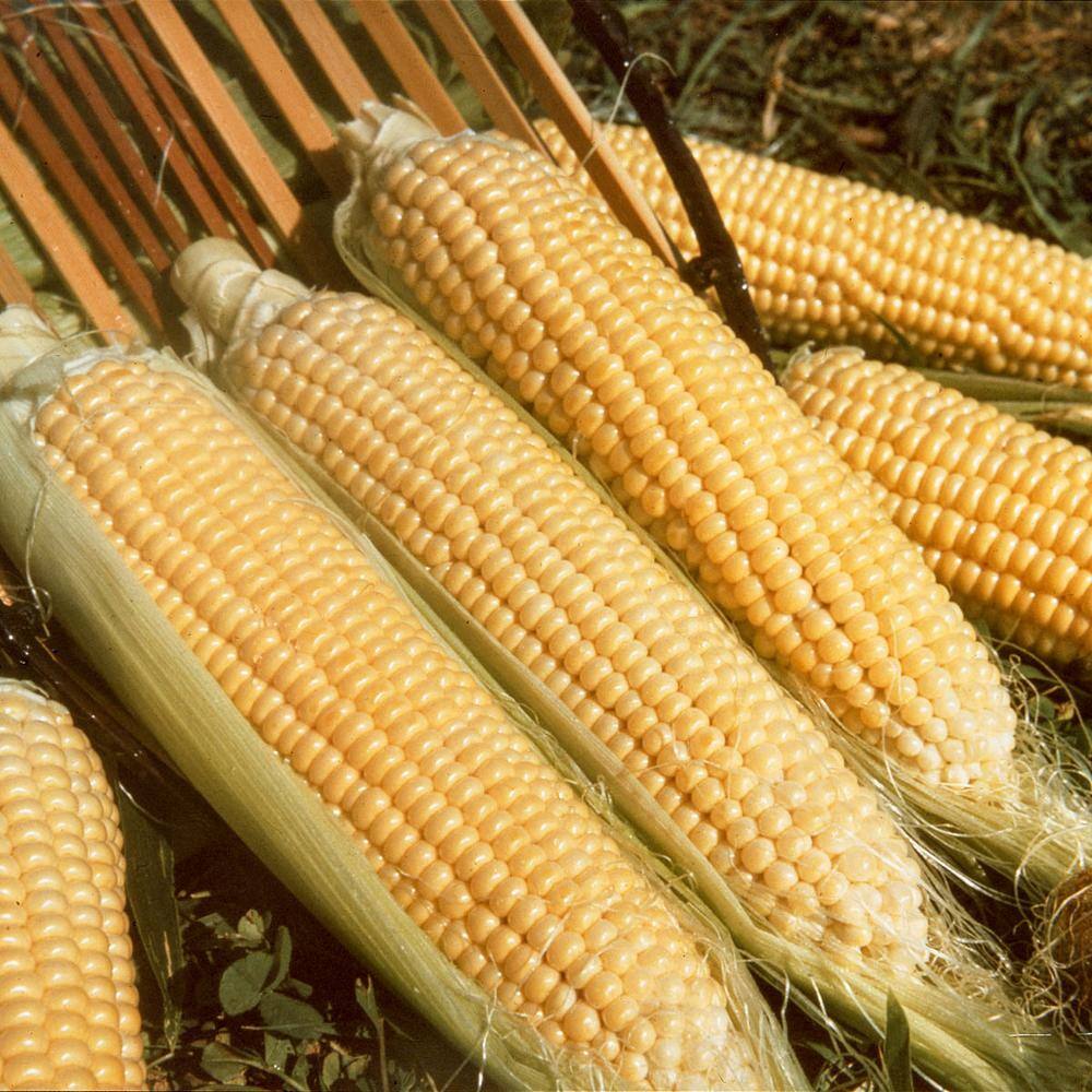 Gurney's Sweet Corn Kandy Korn Hybrid (250 Seed Packet) 14479