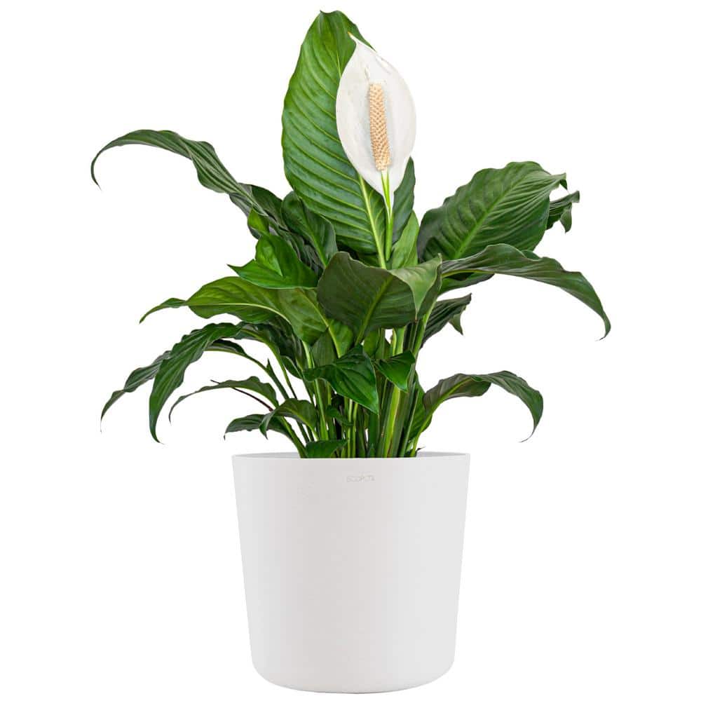 United Nursery Peace Lily Plant Live Spathiphyllum Indoor Outdoor Plant ...