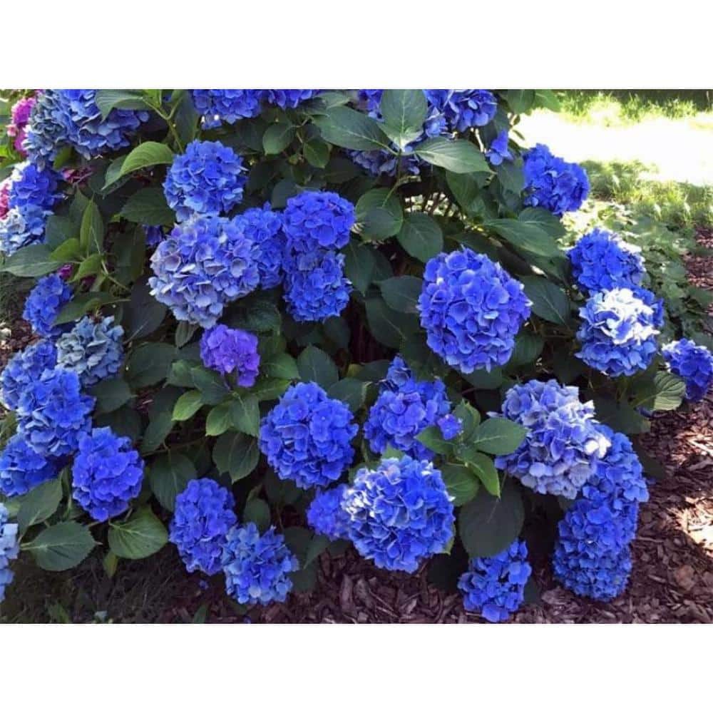 BELL NURSERY 3 Gal. Mathilda Gutges Bigleaf Hydrangea (Hydrangea ...