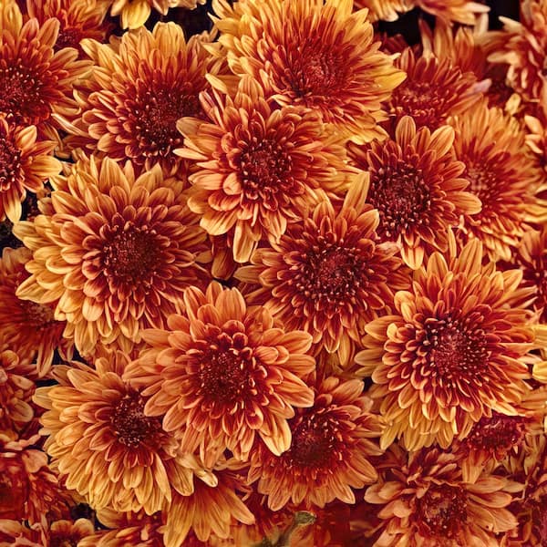 national PLANT NETWORK 8 in. Orange Chrysanthemum Plant with Orange ...