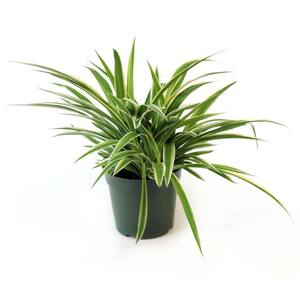 national PLANT NETWORK 4 in. Chlorophytum Variegated Irish Spider Plant ...