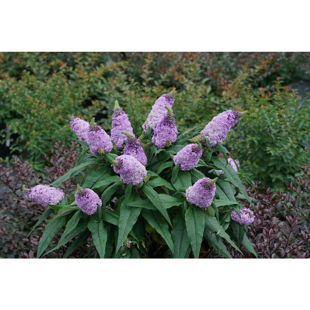 PROVEN WINNERS 4.5 in. Quart Pugster Amethyst Butterfly Bush (Buddleia ...