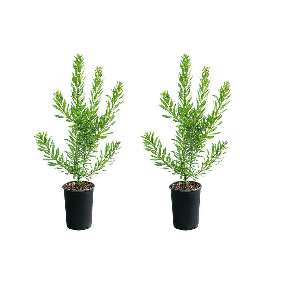 Online Orchards 1 gal. Pacific Wax Myrtle Shrub (2-Pack) – Fast-Growing ...