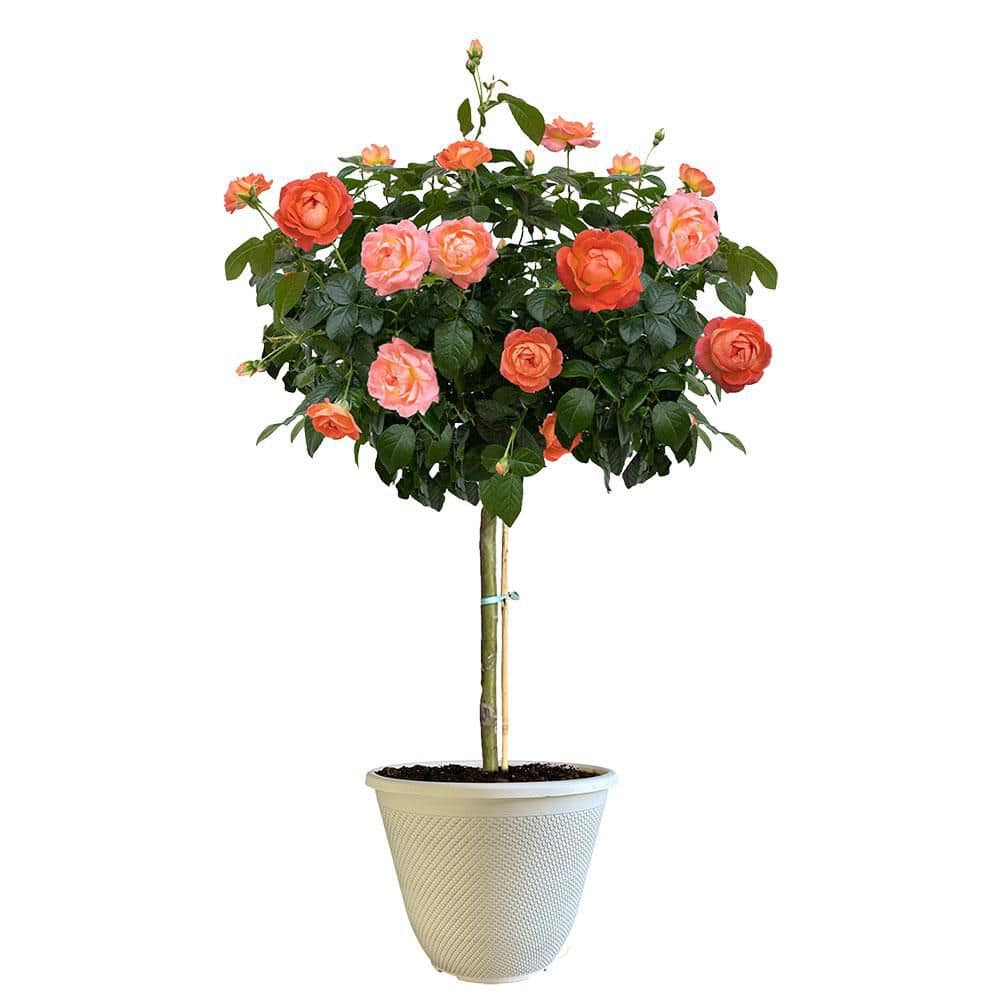 KNOCK OUT 12 in. Orange Glow Rose Plant with Orange Flowers 17237 - The ...