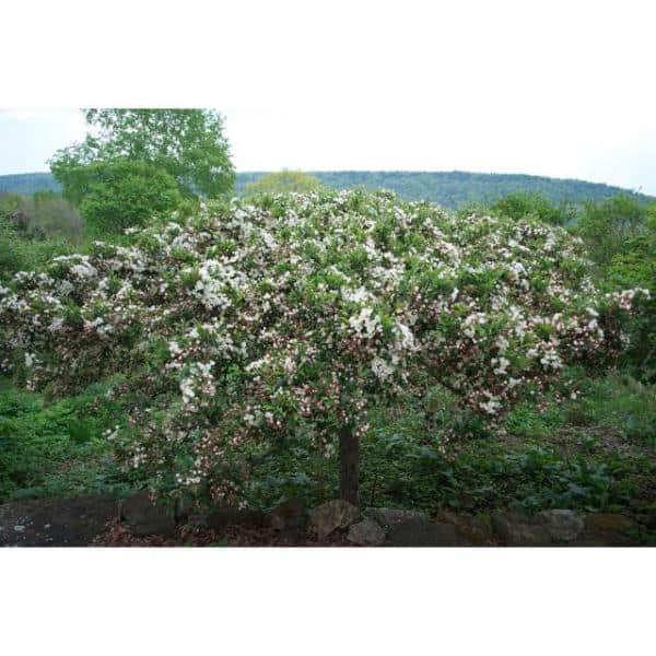 Buy Spring Snow Flowering Crabapple Tree Bare Root Online at Lowest ...