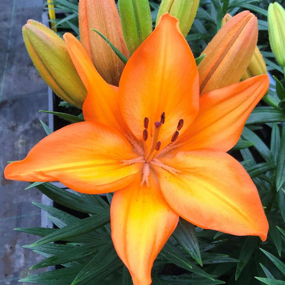 national PLANT NETWORK Bare Root Asiatic Lily Lava Joy (5-Pack) HD2601 ...