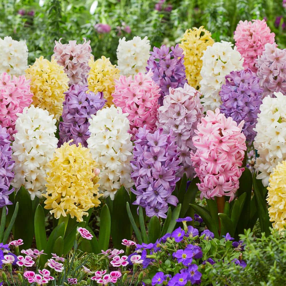 Garden State Bulb 15/16cm, Pastel Mix Hyacinth Flower Bulbs (Bag of 50) ECF-153-50-02 - The Home ...