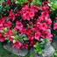 National Plant Network 2.25 Gal. Azalea Mrs. G.G. Gerbing Flowering ...