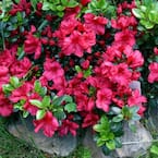 national PLANT NETWORK 2.25 Gal. Azalea Johanna Flowering Shrub with ...