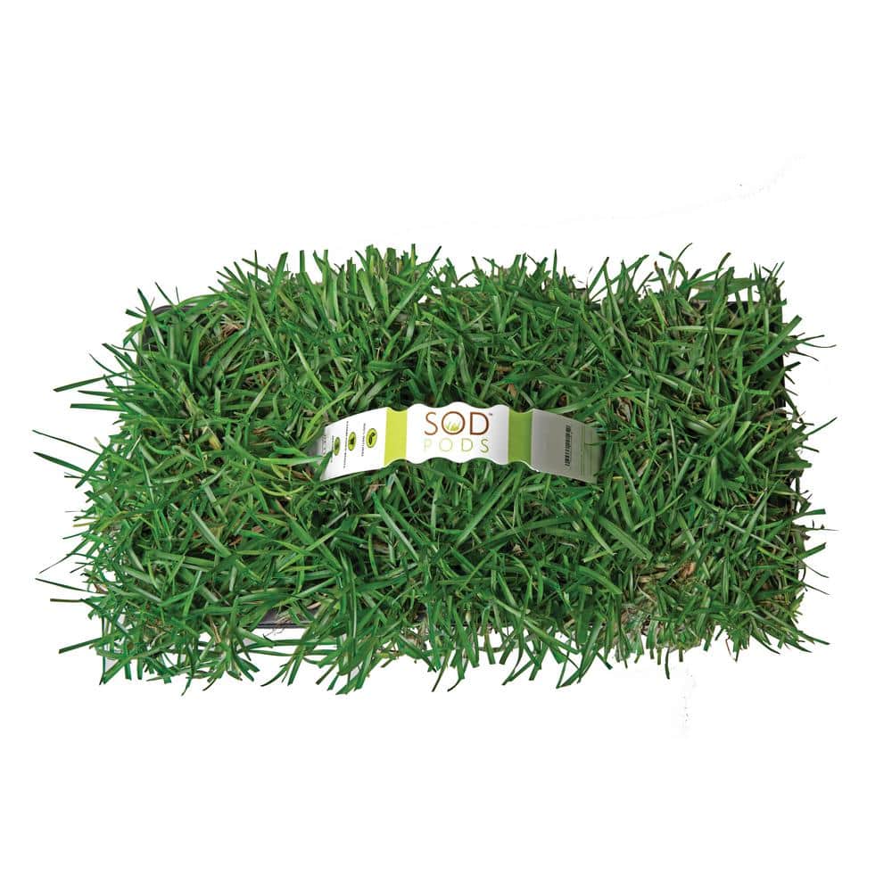 Sod Pods Centipede Grass Plugs (64-Count) Natural, Affordable Lawn ...