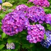 national PLANT NETWORK 4 in. Lime Lovebird Hydrangea Shrub with Green ...