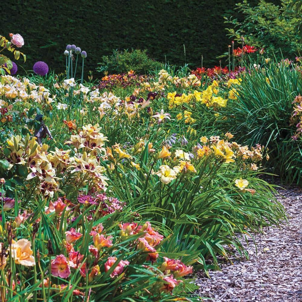 Spring Hill Nurseries Multi-Colored Flowers Grower's Choice Daylily ...