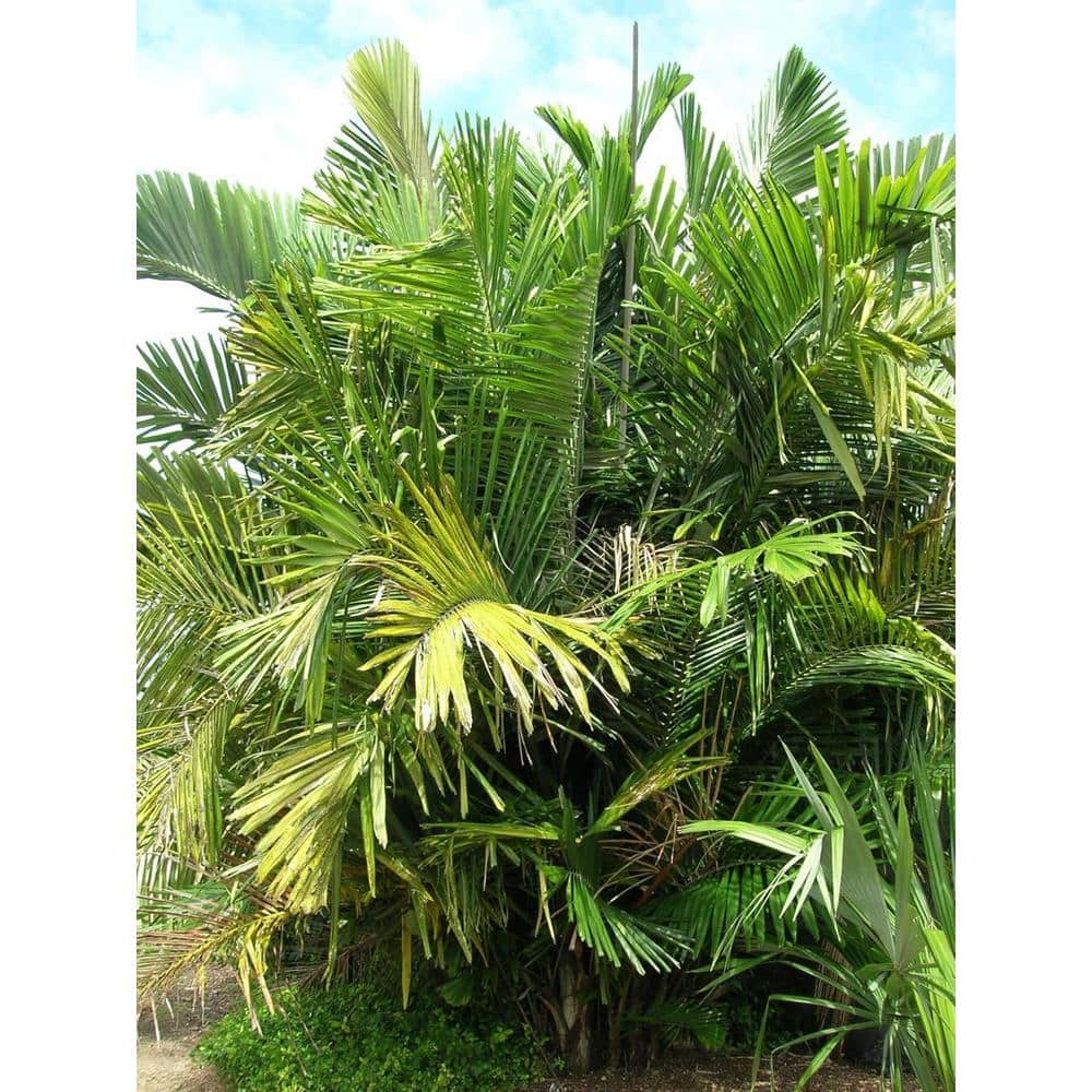 Wekiva Foliage Dwarf Sugar Palm Tree-Formosa Palm-Live Plant in a 3 ...