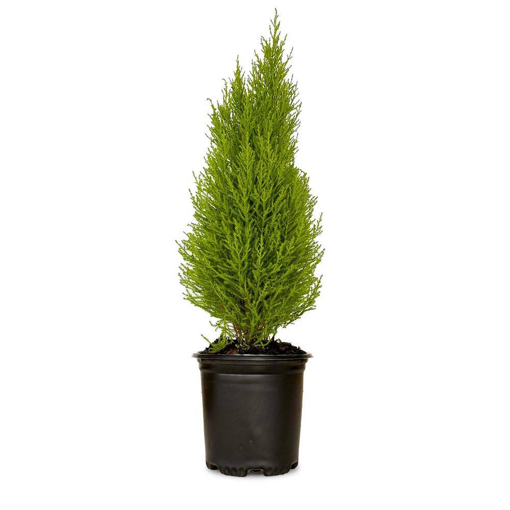 FLOWERWOOD 2.5 qt. Lemon Cypress 'Wilma Goldcrest' with Citrus Aroma ...