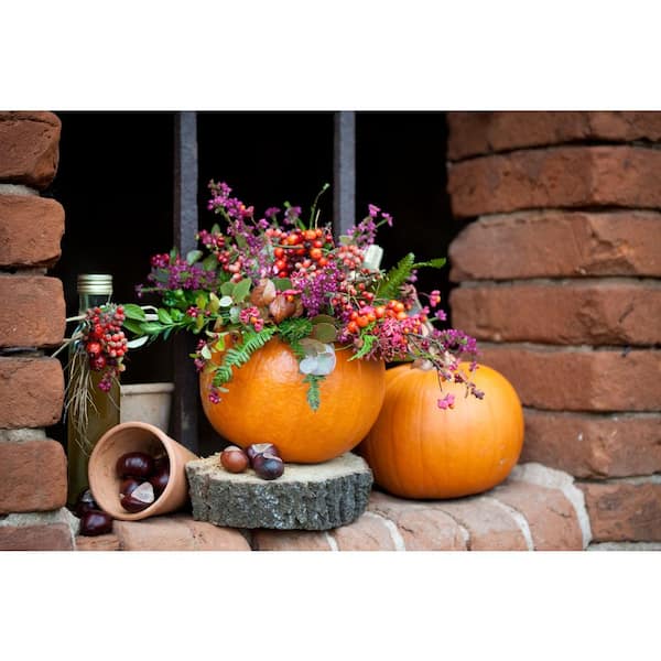 Bell Nursery Farm Fresh Live Halloween Medium Carving Pumpkins for Fall ...
