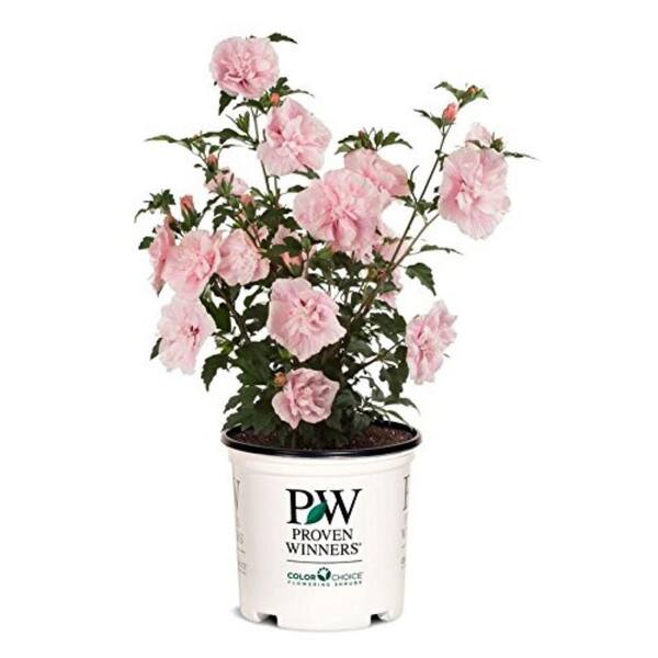 PROVEN WINNERS 3 Gal. Pink Chiffon Rose of Sharon, Live Plant with Pink ...