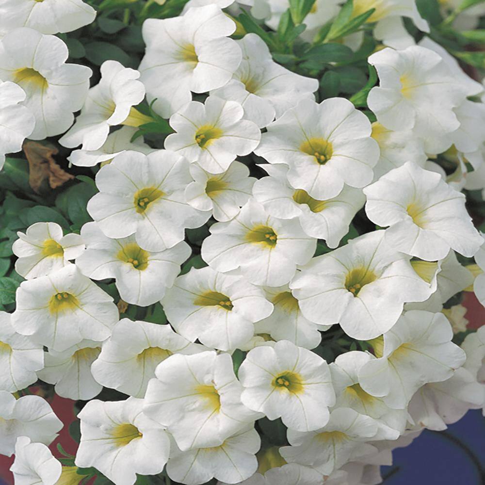Vigoro #11 (1.8G) Select HB Calibrachoa Plant with White/Cream Flowers ...