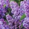 Garden State Bulb Common Purple Lilac Live Bare Root (Bag of 1) ECS-25 ...