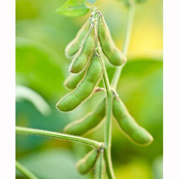 Bonnie Plants 1.19 qt. Edamame Bean Plant (6-Pack) 4603 - The Home Depot