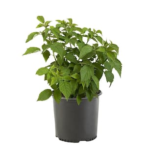 BUSHEL AND BERRY 2 Gal. Bushel and Berry Raspberry Shortcake Raspberry ...