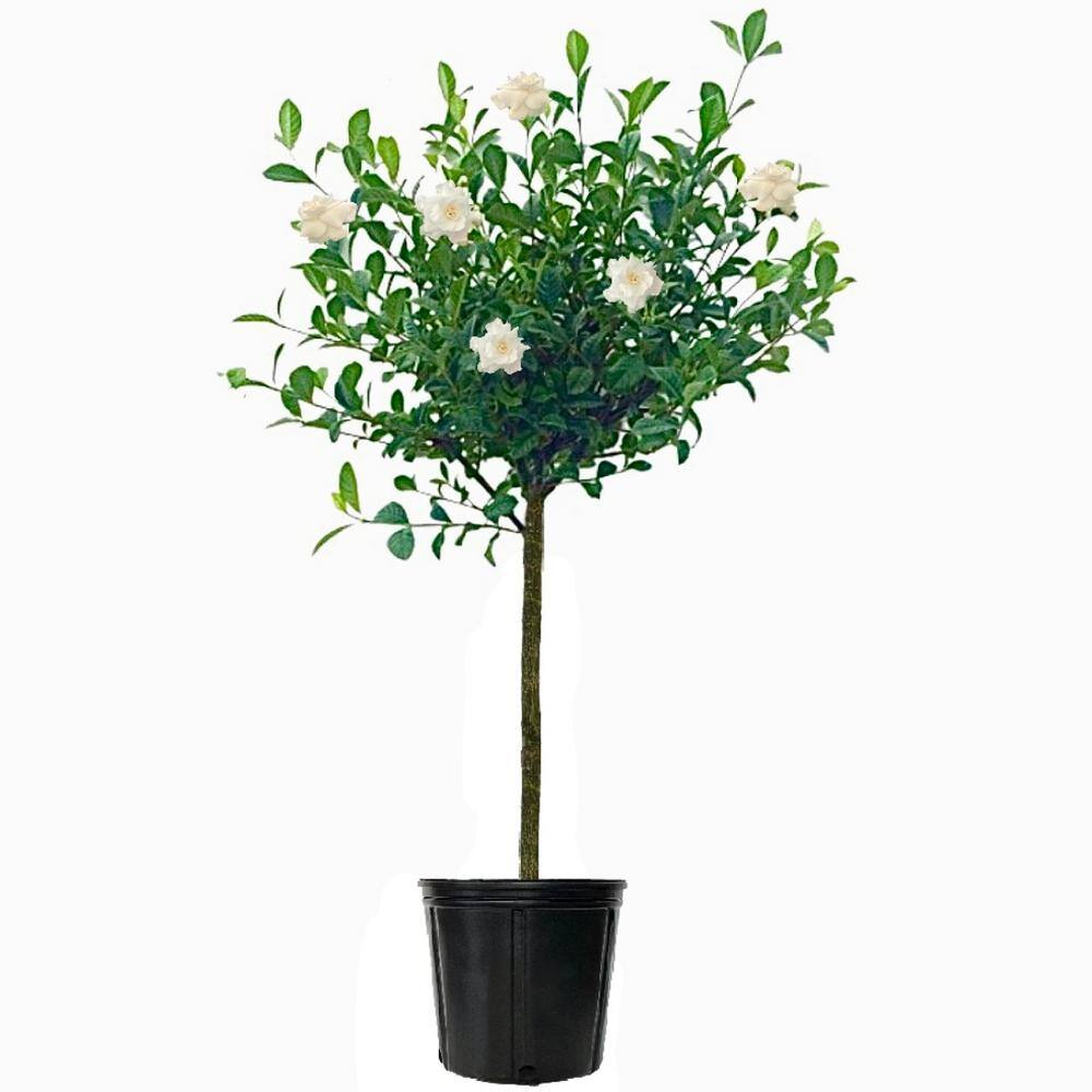 NATURE'S WAY FARMS 2 Gal. Gardenia Aimee Tree Plant with White Flowers ...