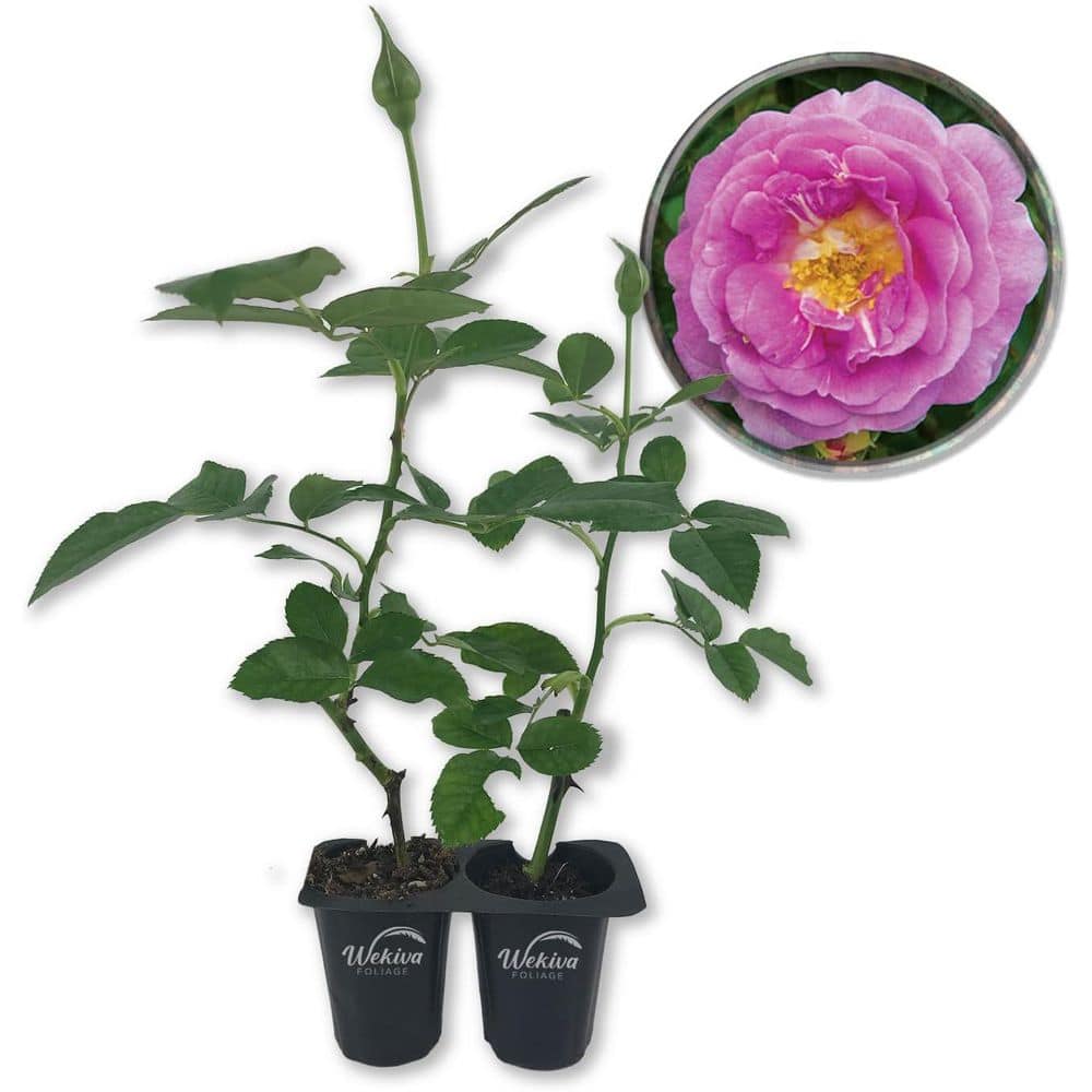 Wekiva Foliage Arctic Blue Rose Bush-2 Live Starter Plant in a 2 in ...