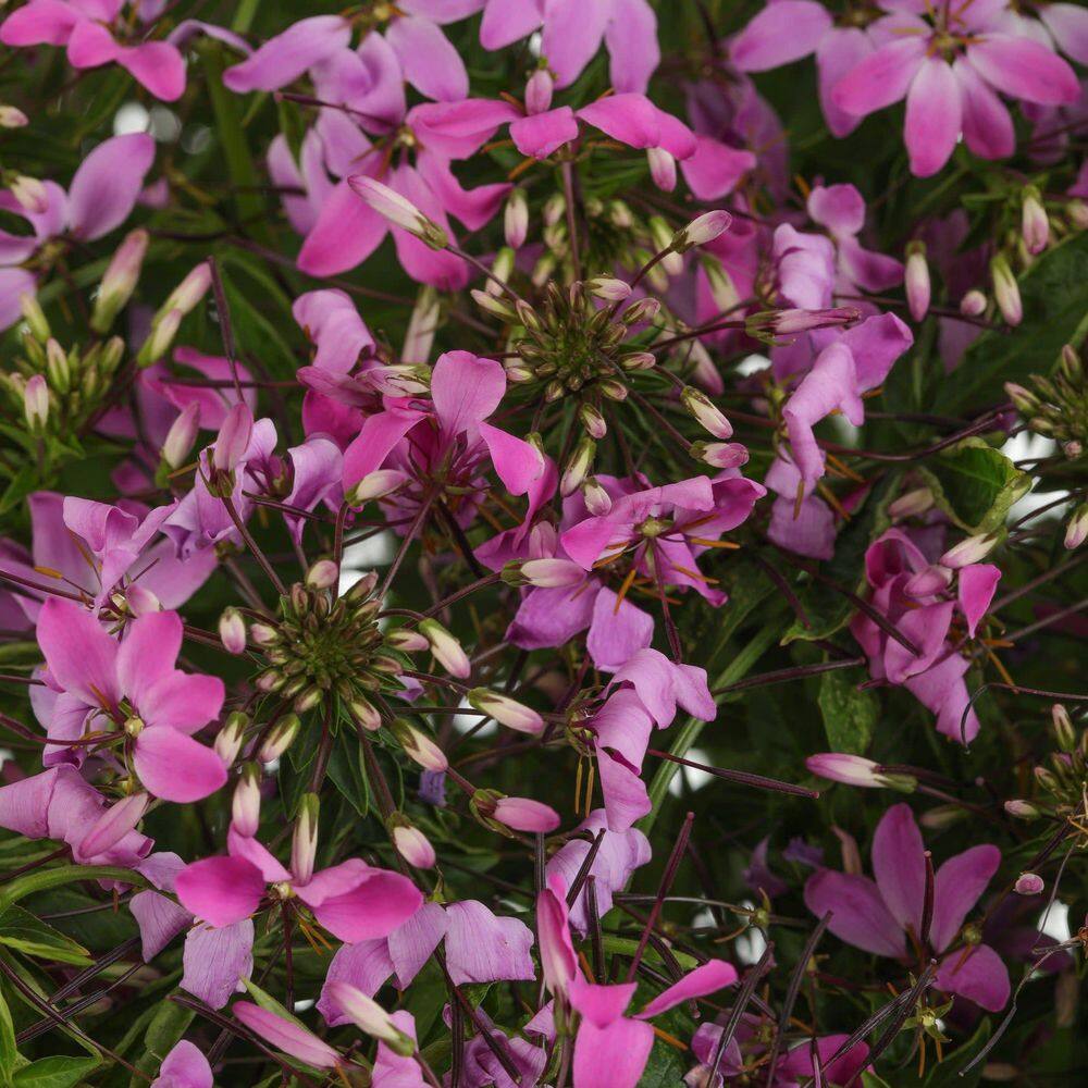 Proven Winners 4.25 in. Eco+ Grande Señorita Rosalita Spider Flower ...