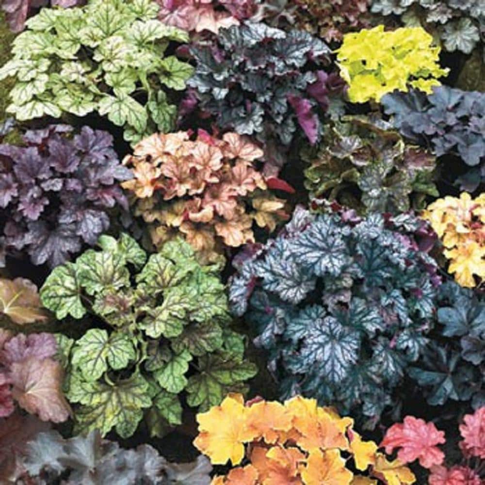 BELL NURSERY 1 Gal. Heuchera Coral Bells Plant 686103 - The Home Depot