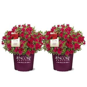 ENCORE AZALEA 1 Gal. Autumn Bonfire Shrub with Stunning True-Red Blooms (2-pack) 18104 - The ...