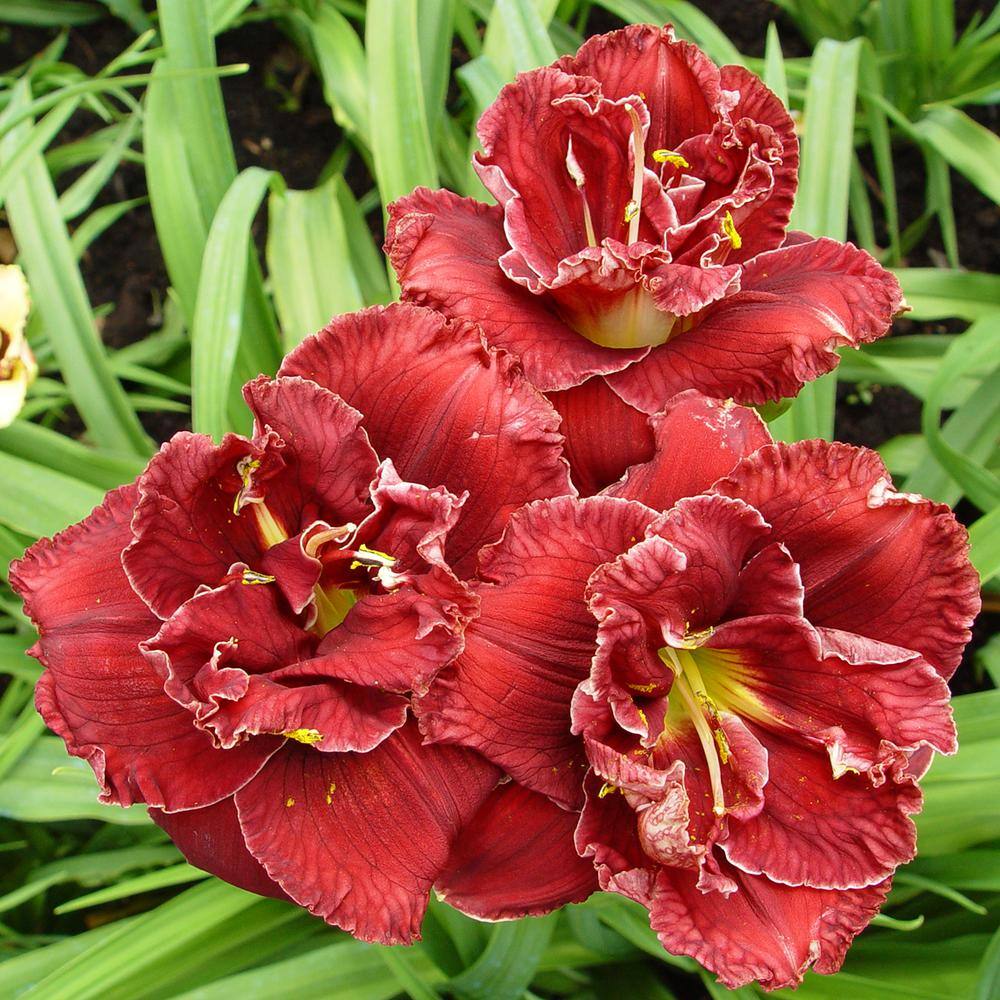 VAN ZYVERDEN Daylily Stellar Double Rose Bulbs (3-Pack) 88361 - The ...
