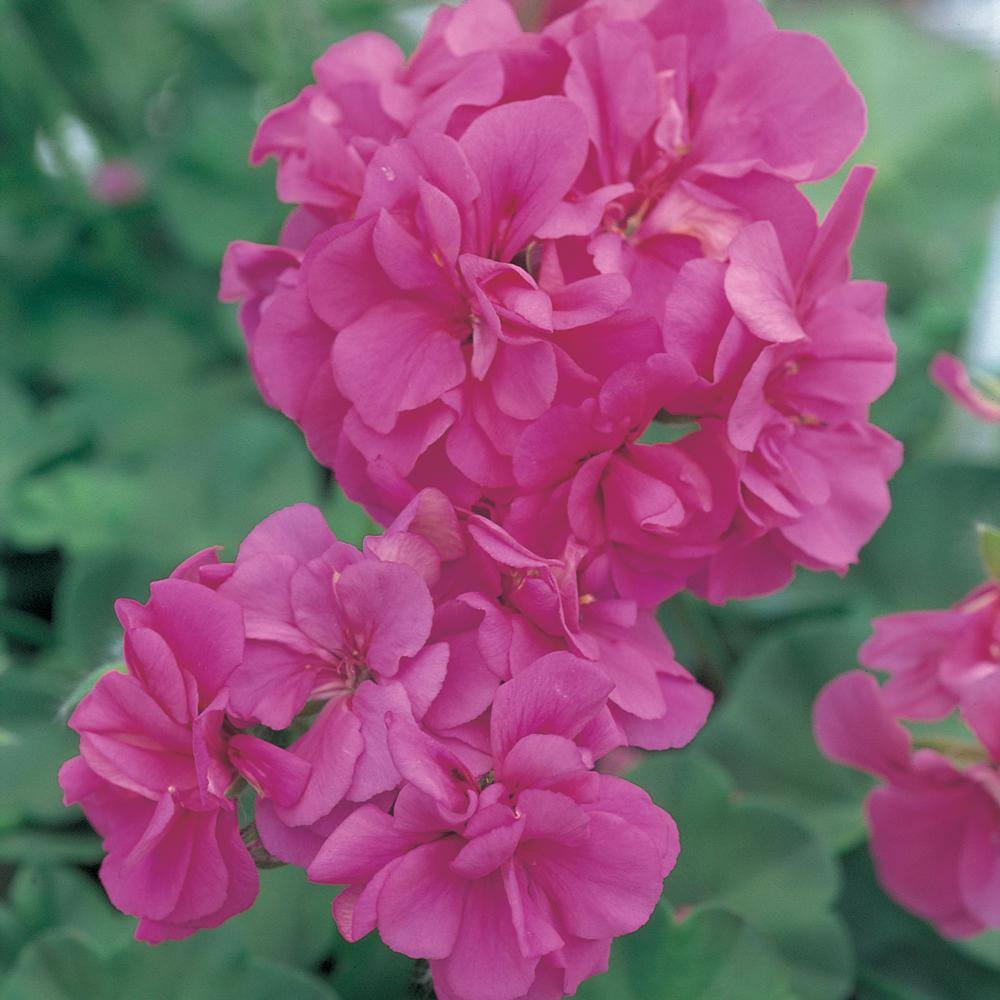 2.5 Qt. Purple Zonal Geranium Plant 45416 - The Home Depot