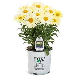 PROVEN WINNERS 1 Gal. Amazing Daisies Banana Cream Shasta Daisy Live ...