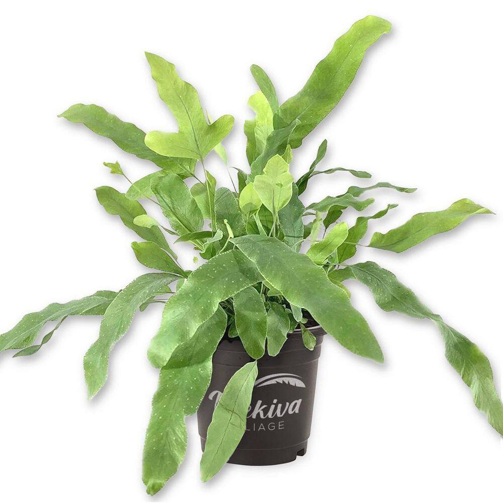 Wekiva Foliage Blue Star Fern-3 Live Plants in 6 in. Pots-Phlebodium ...