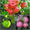 Online Orchards 3-in-1 Apple Jubilee Tree Bare Root CBAP003 - The Home ...