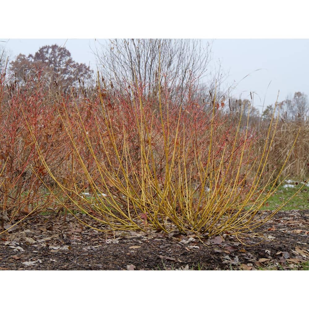 PROVEN WINNERS 4.5 in Qt. Arctic Fire Yellow Red-Osier Dogwood (Cornus ...