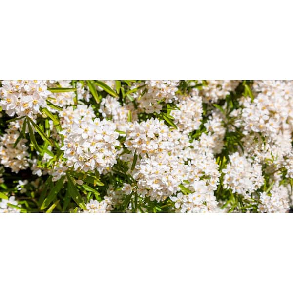 Online Orchards 1 gal. Aztec Pearl Mexican Orange Flowering Shrub with ...