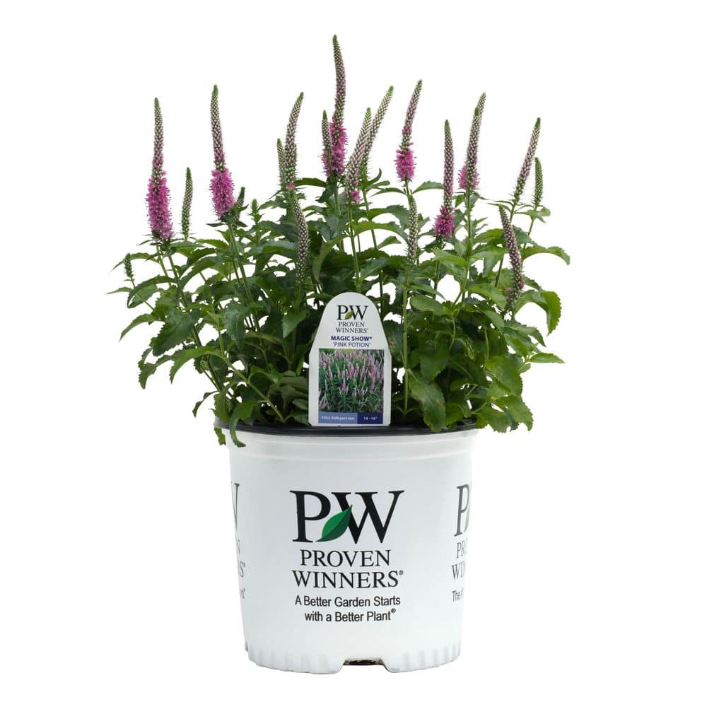 Proven Winners 1 Gal. Magic Show Pink Potion Spike Speedwell (Veronica ...