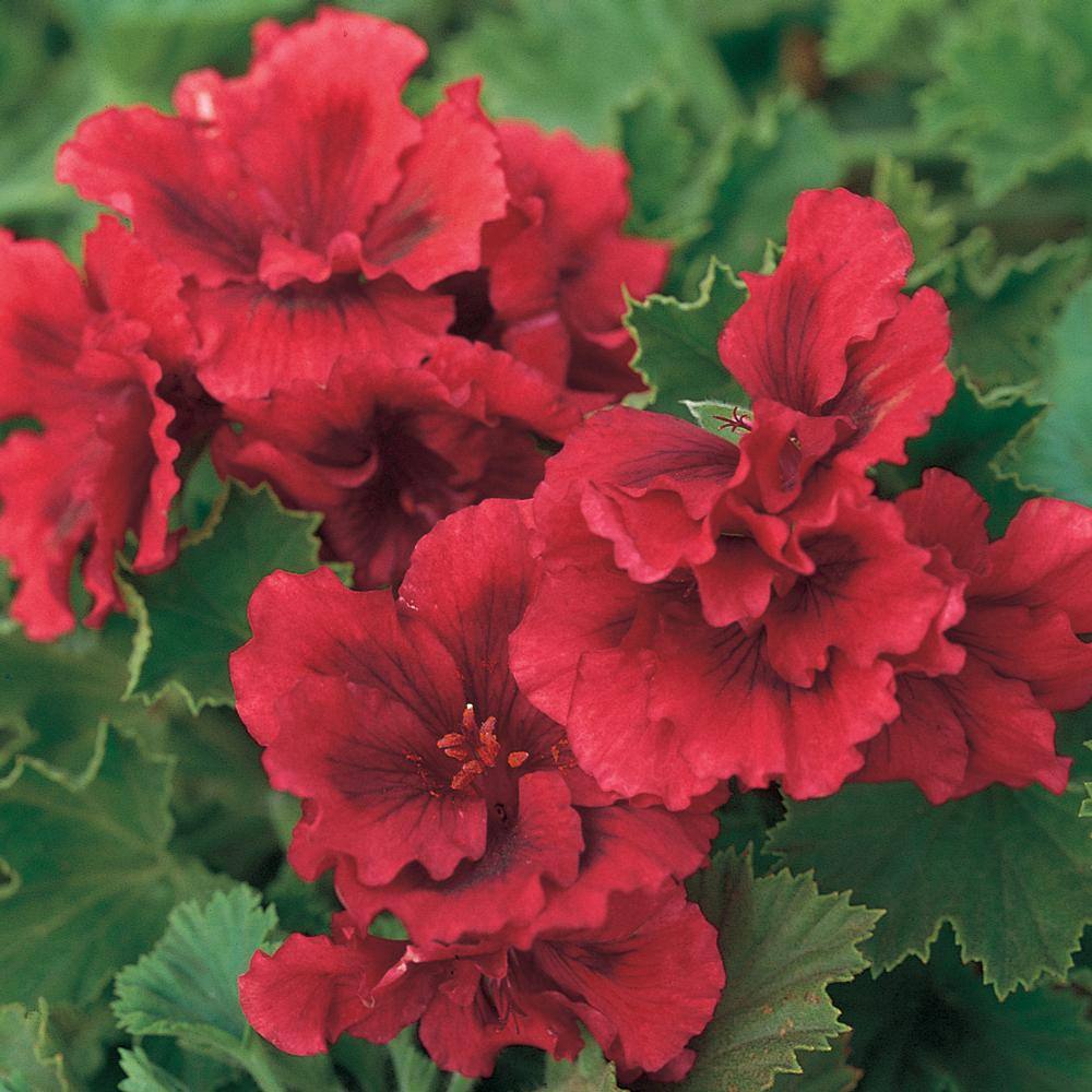 Vigoro 2.6 qt. Geranium Calliope Plant with Red Blossoms in Grower pot ...