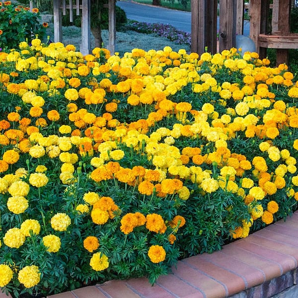 Gurney's Marigold Inca II Seed Mixture (40 Seed Packet) 15253