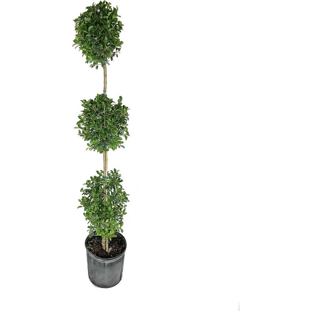 Wekiva Foliage Eugenia Three Ball Topiary-Live Plant in a 10 Inch Pot ...