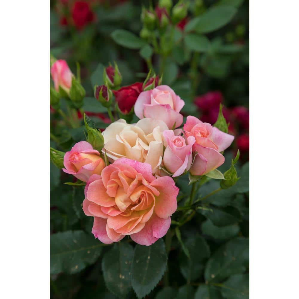Sunblaze 2.5 In. Sunblaze Peach Mini Rose Bush with Orange-Pink Flowers ...