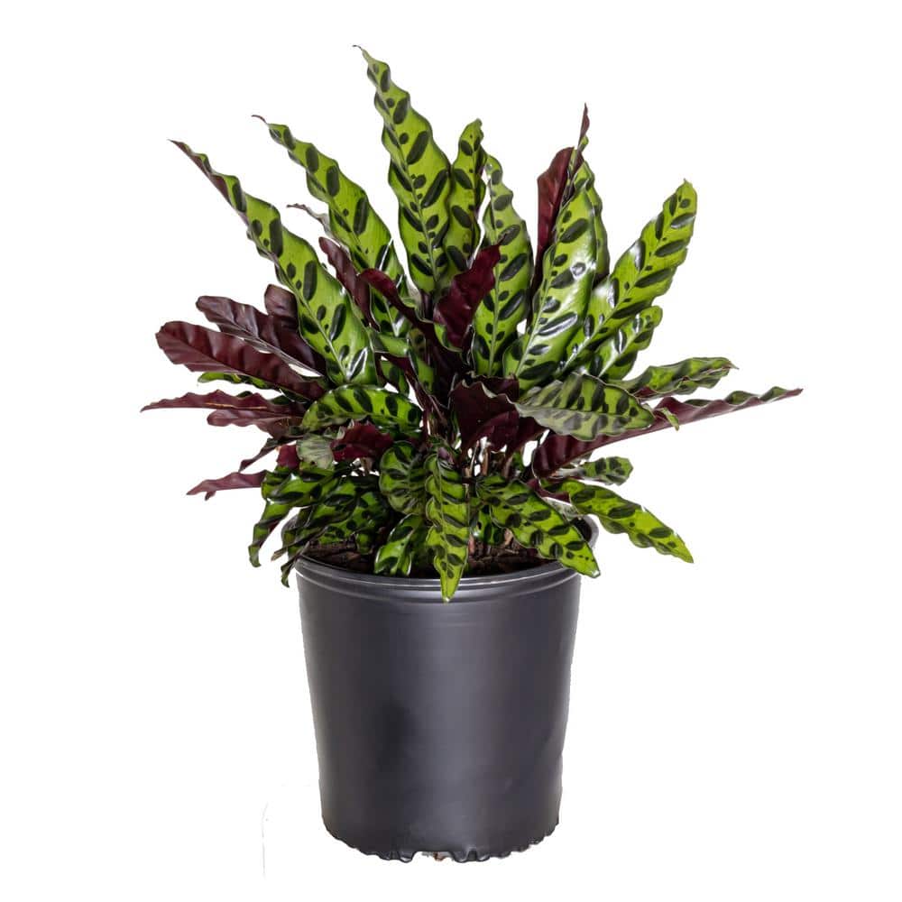 United Nursery Live Calathea Rattlesnake Prayer Plant Goeppertia ...