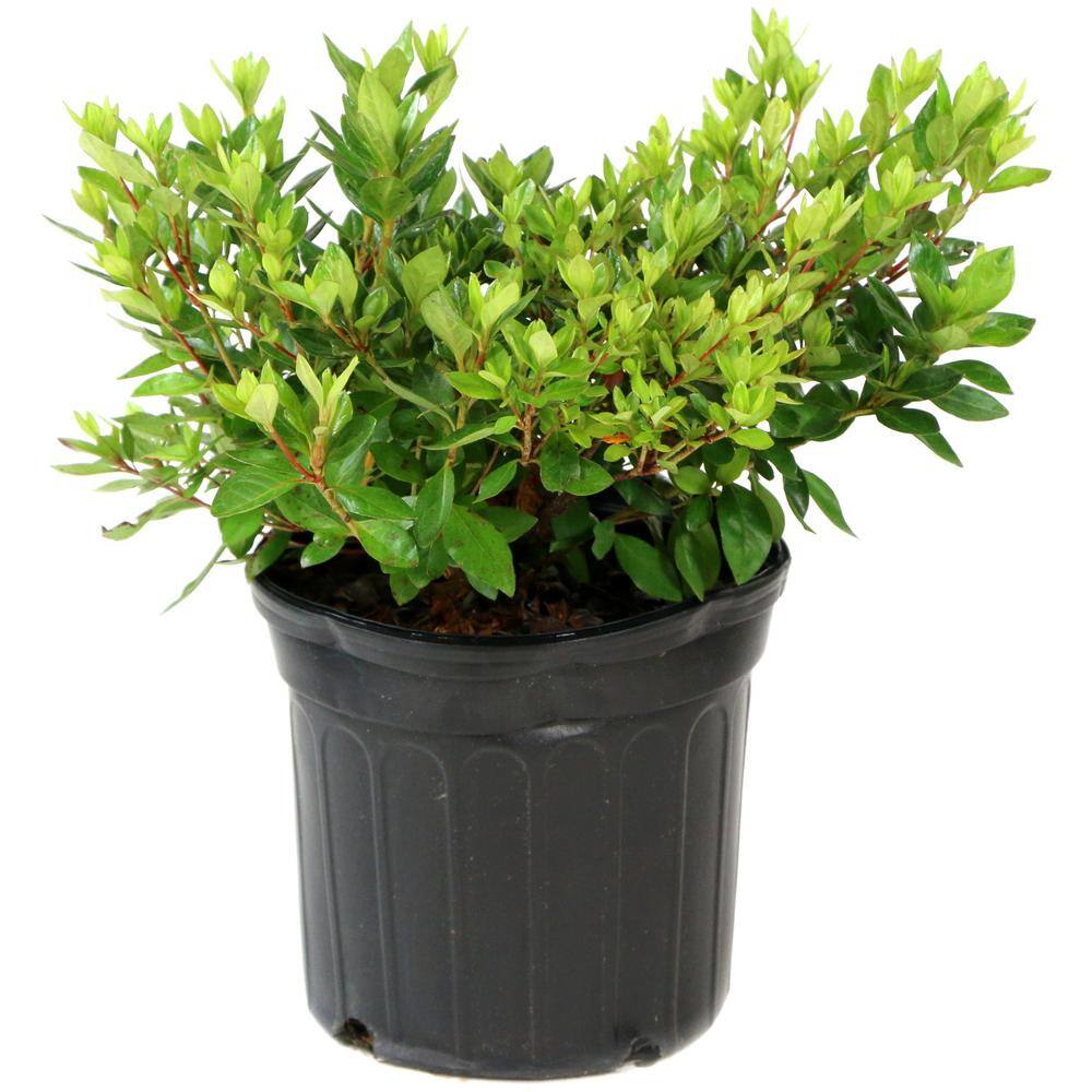 national PLANT NETWORK 2.5 Qt. Mildred Azalea Plant with Pink Blooms ...