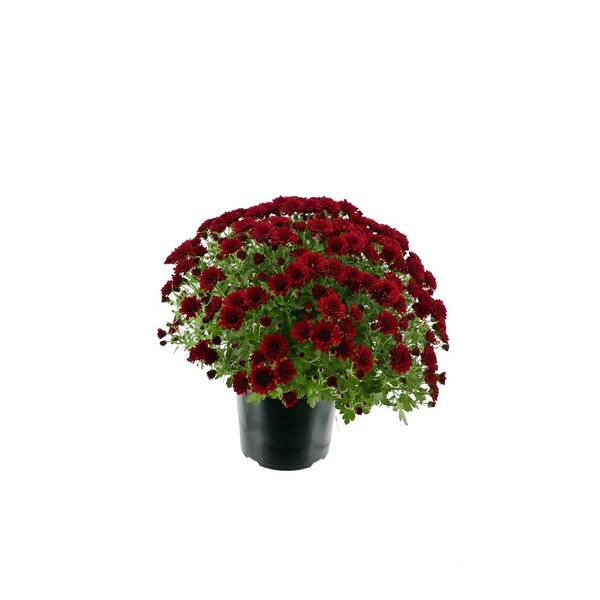Perennial Mum Red 3.0 QT (2-Pack) 1212 - The Home Depot