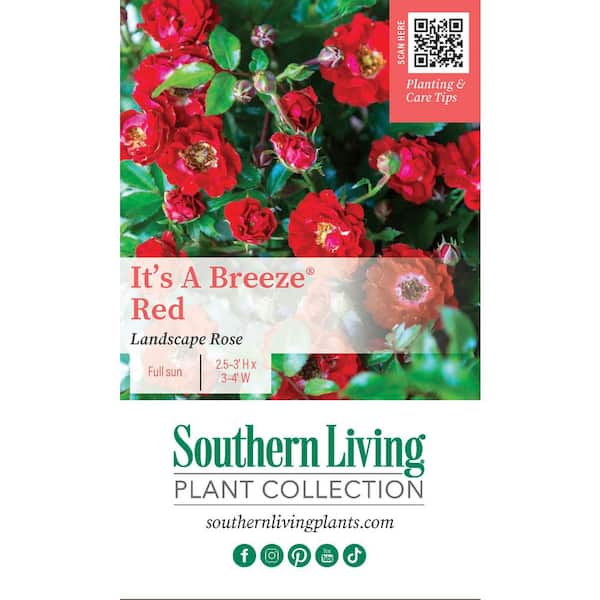 Southern Living Roses