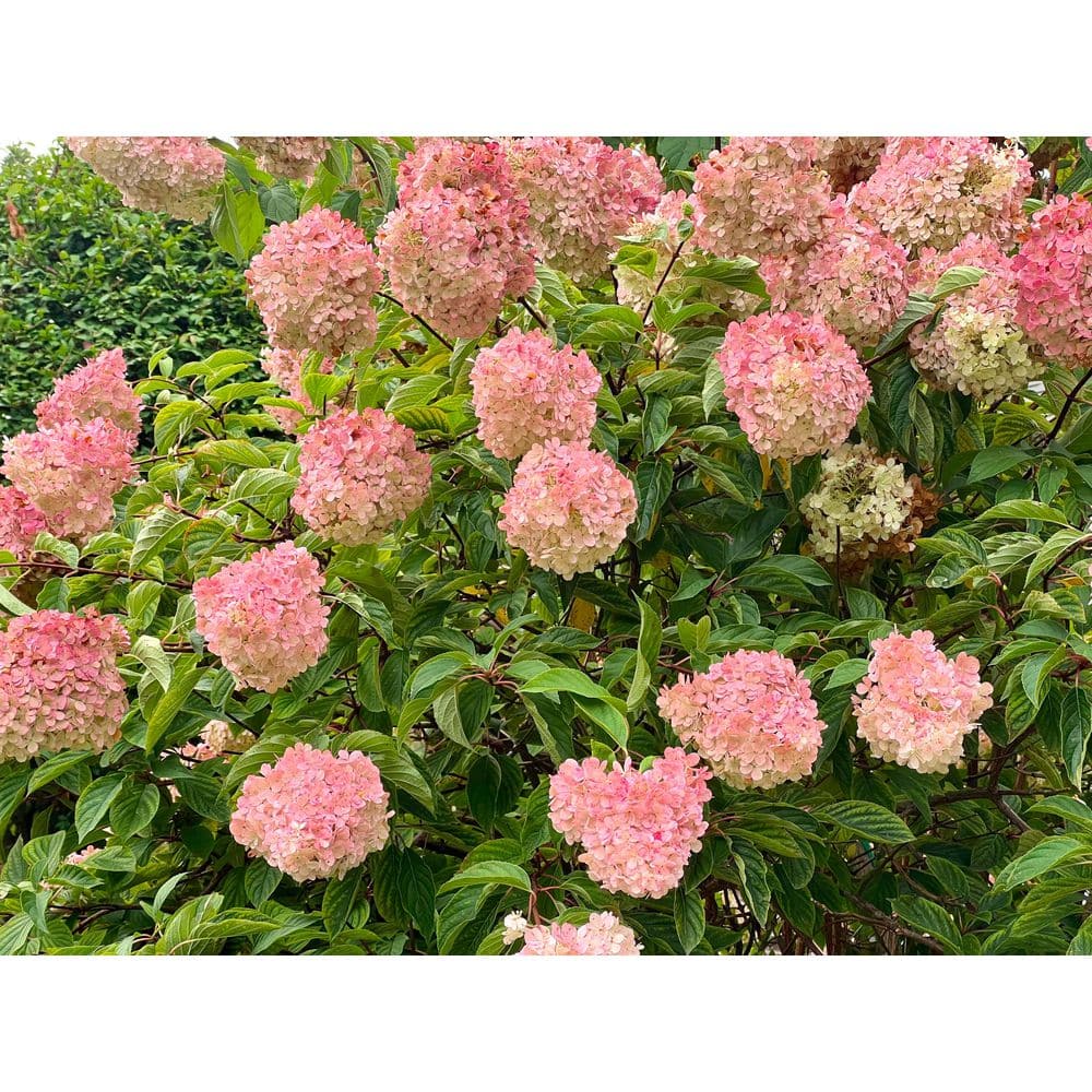 Online Orchards 5 gal. Vanilla Strawberry Hydrangea – Upright Shrub ...